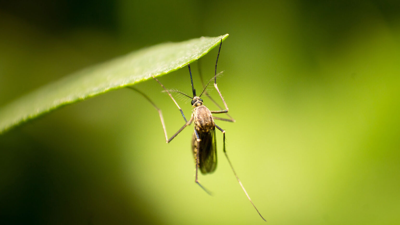 Mosquito Control | DeKalb Public Health